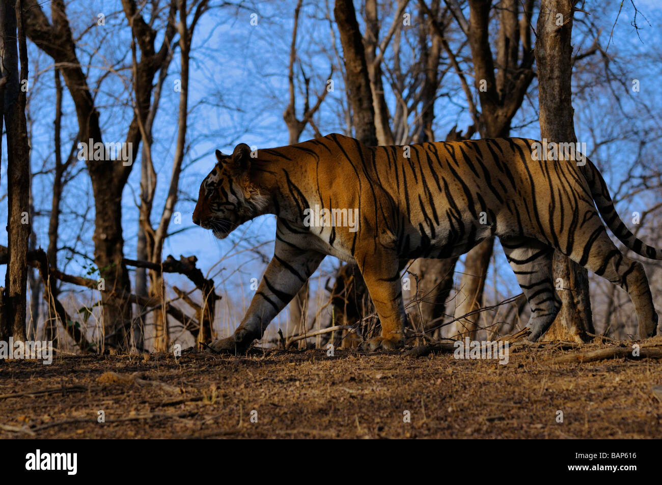 Male tiger in the dry deciduous habitat of Ranthanbhore tiger reserve ...