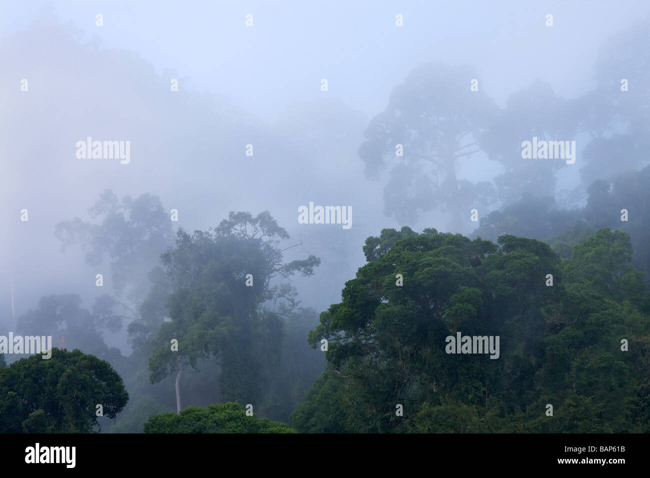 Canopy tree trees hi-res stock photography and images - Alamy