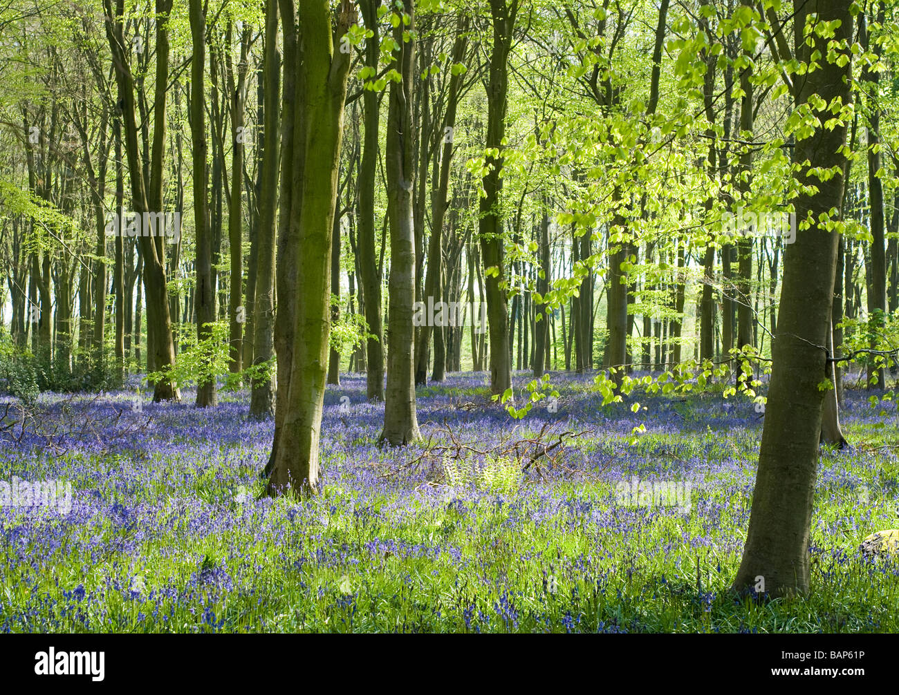 Micheldever forest hi-res stock photography and images - Alamy