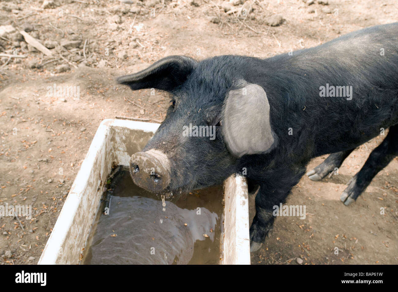 Pigs in their stye Stock Photo - Alamy