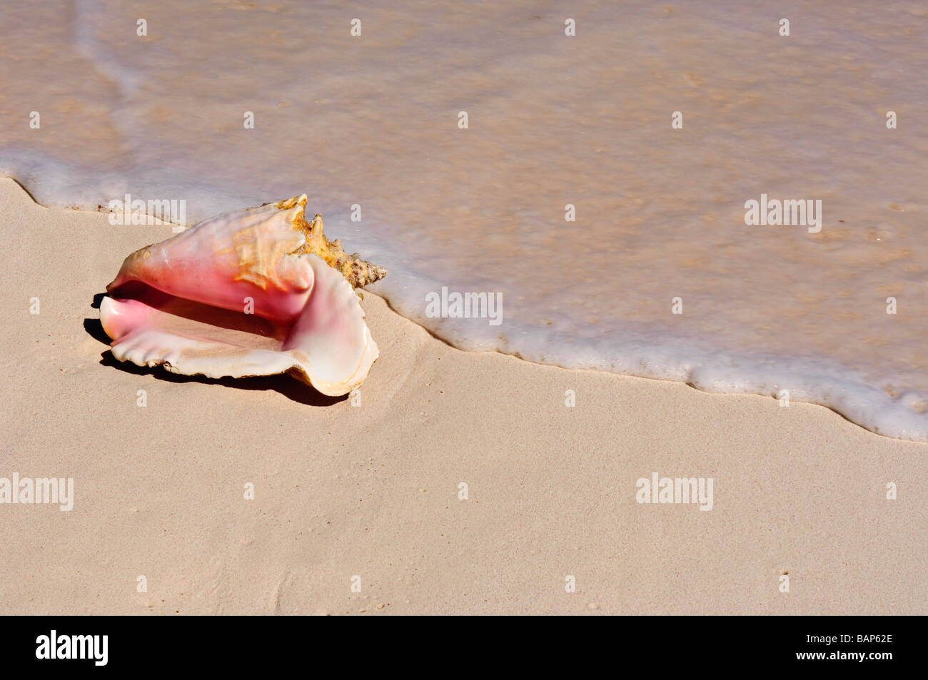 Conch shells bahamas caribbean hi-res stock photography and images - Alamy