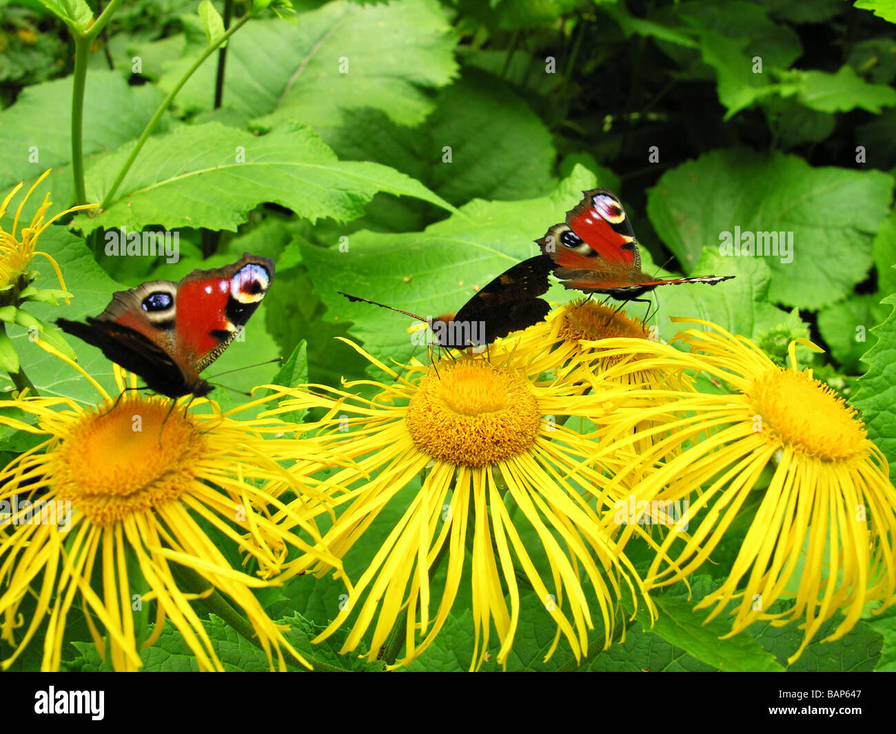 Butterfly fly over flowers butterflies hi-res stock photography and ...