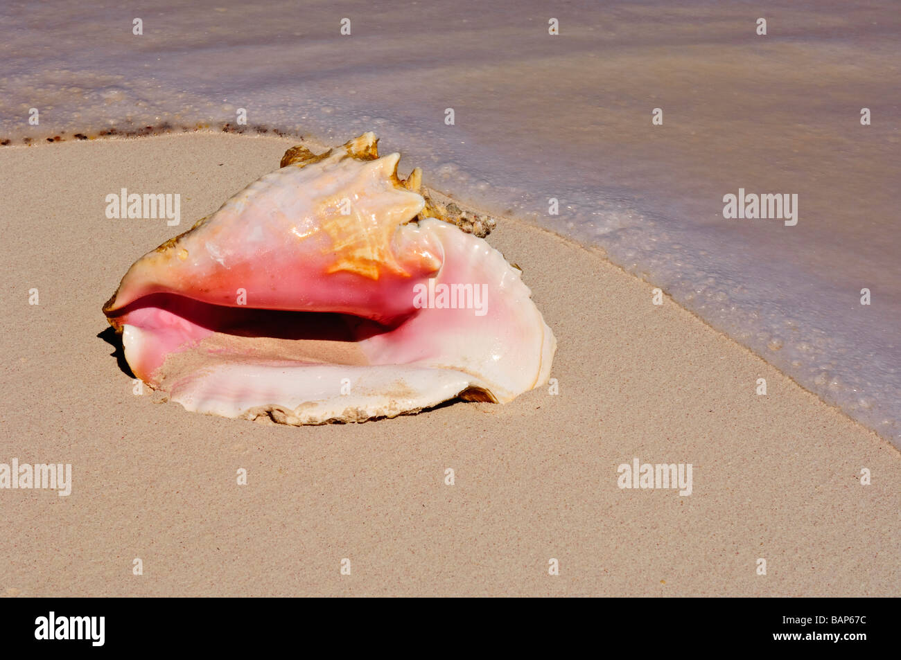 Conch shell on beach Cat Island Bahamas Stock Photo - Alamy