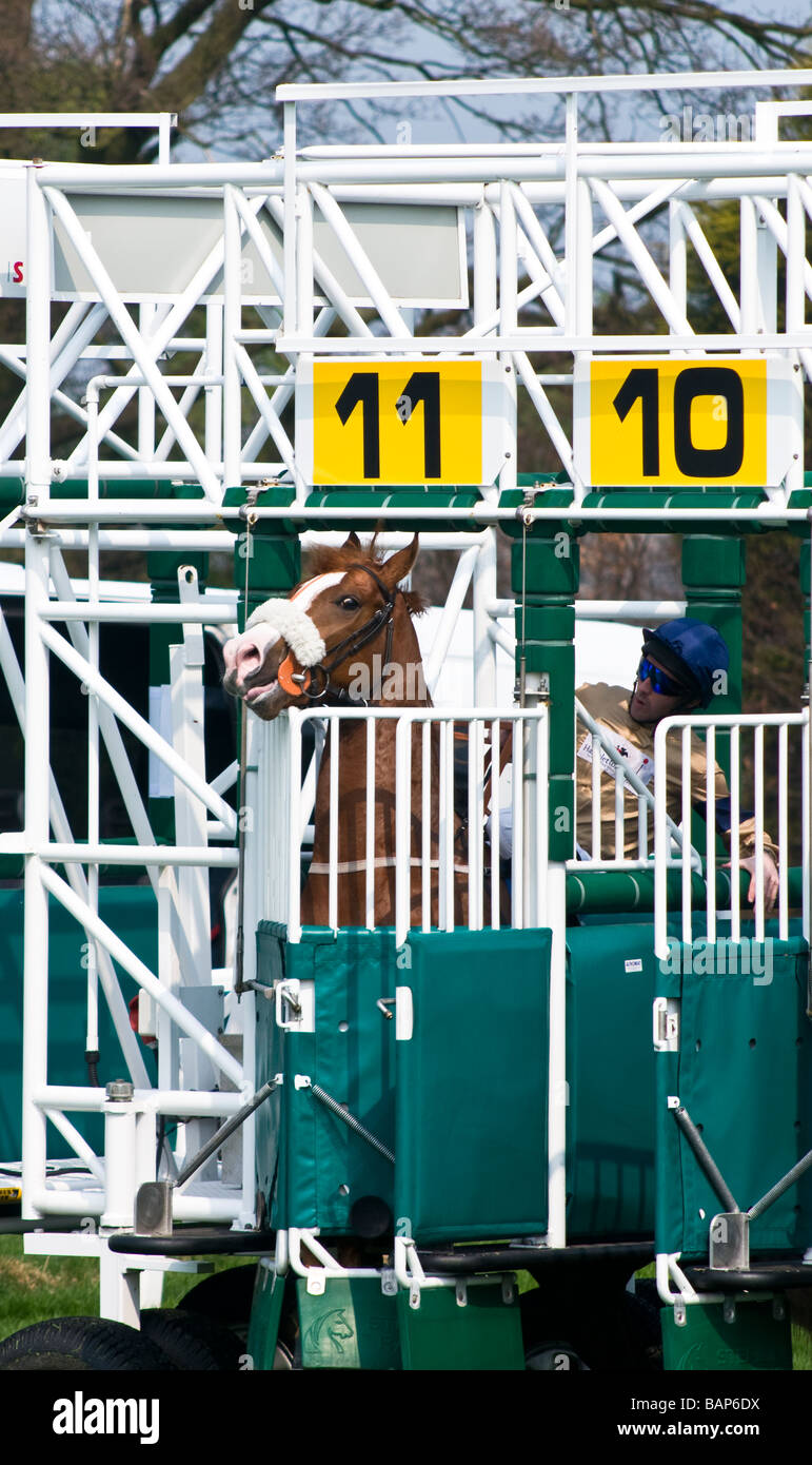 A horse panics in the starting stalls at Beverley races, East Yorkshire ...