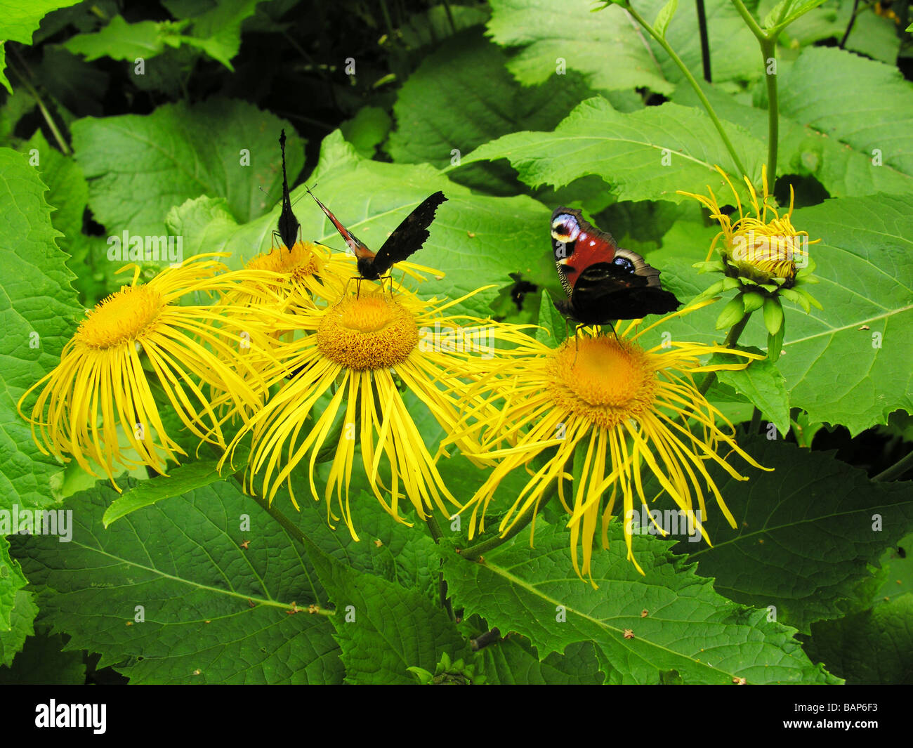 Butterfly fly over flowers butterflies hi-res stock photography and ...