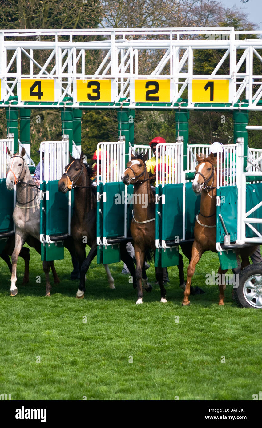 Horses breaking from the starting stalls at Beverley, East Yorkshire ...
