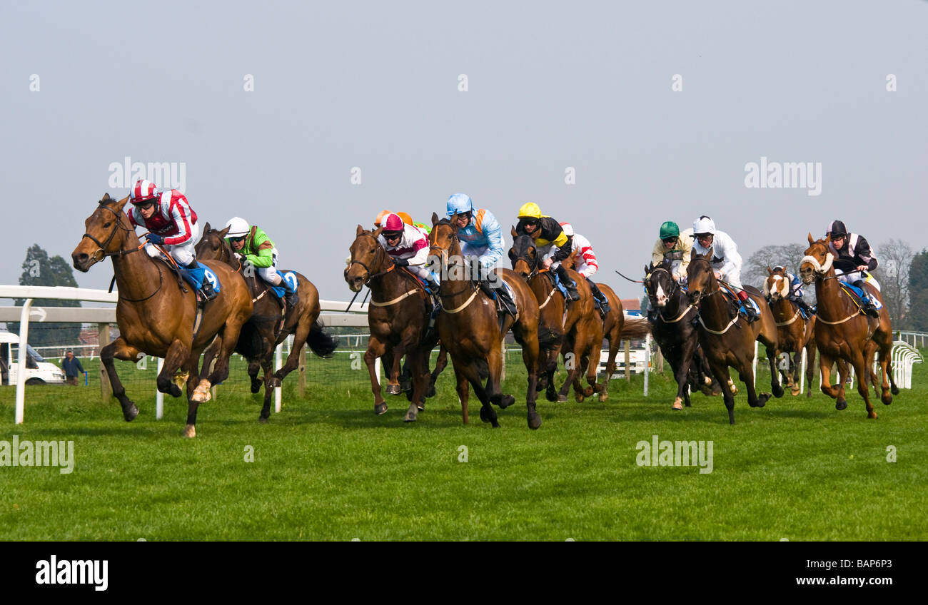 Throroughbred horse racing on Beverley Westwood, East Yorkshire Stock ...
