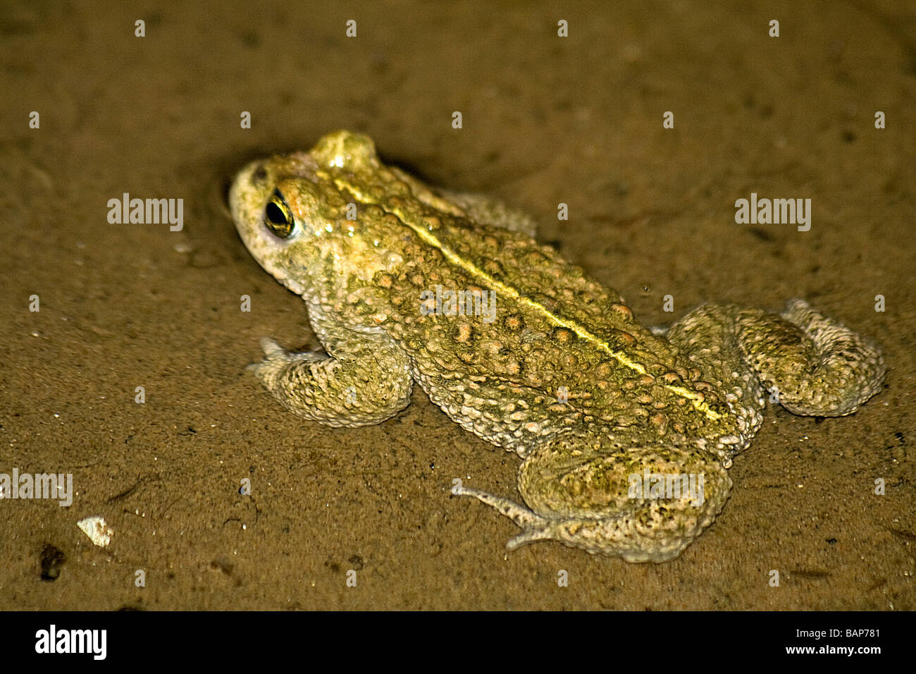 Natterjack breeding pool hi-res stock photography and images - Alamy