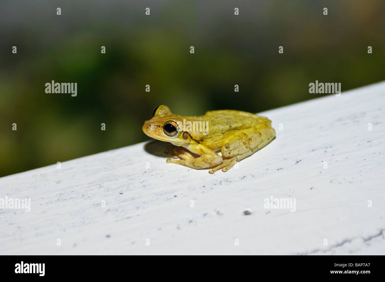 nocturnal Cuban tree frog Osteopilus septentrionalis, old bight, Cat ...