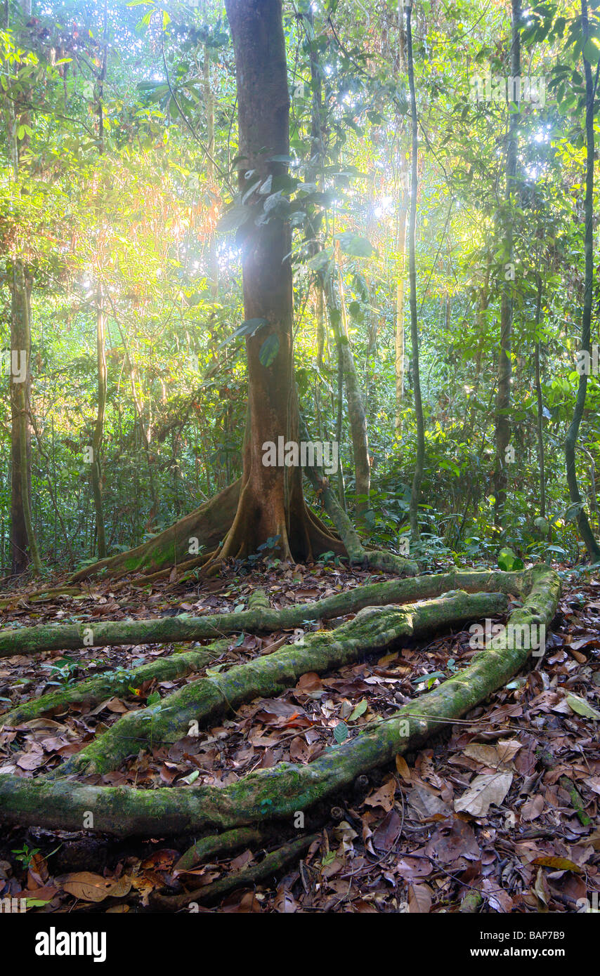 Rainforest tree showing buttress roots Danum Valley Sabah Borneo Stock ...