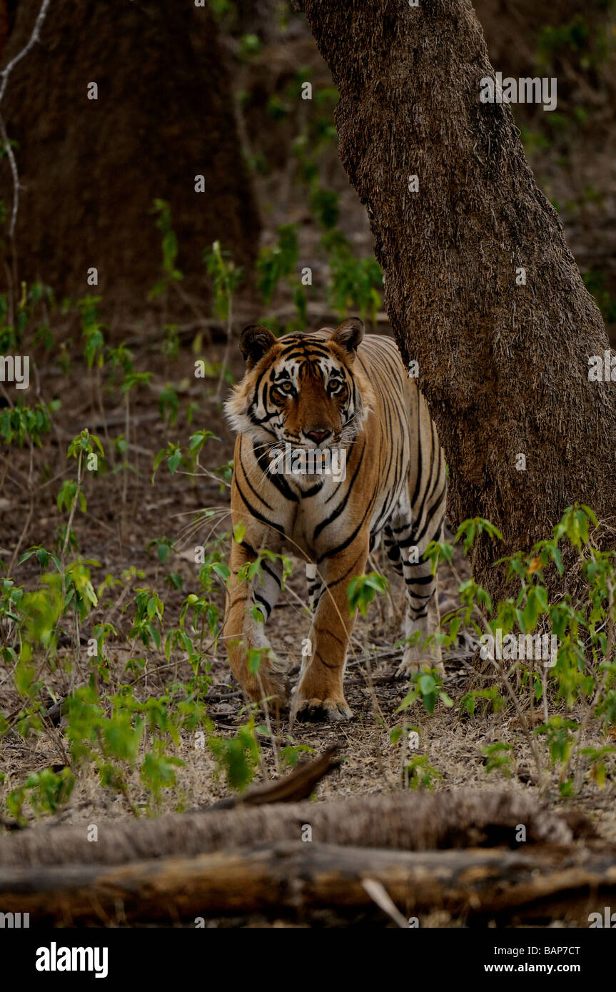 Tiger moving towards camera hi-res stock photography and images - Alamy