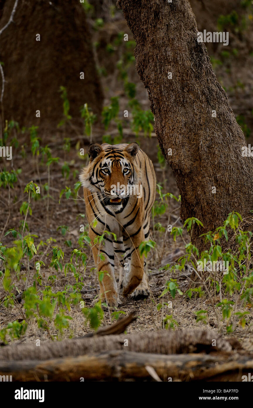 Tiger moving towards camera hi-res stock photography and images - Alamy