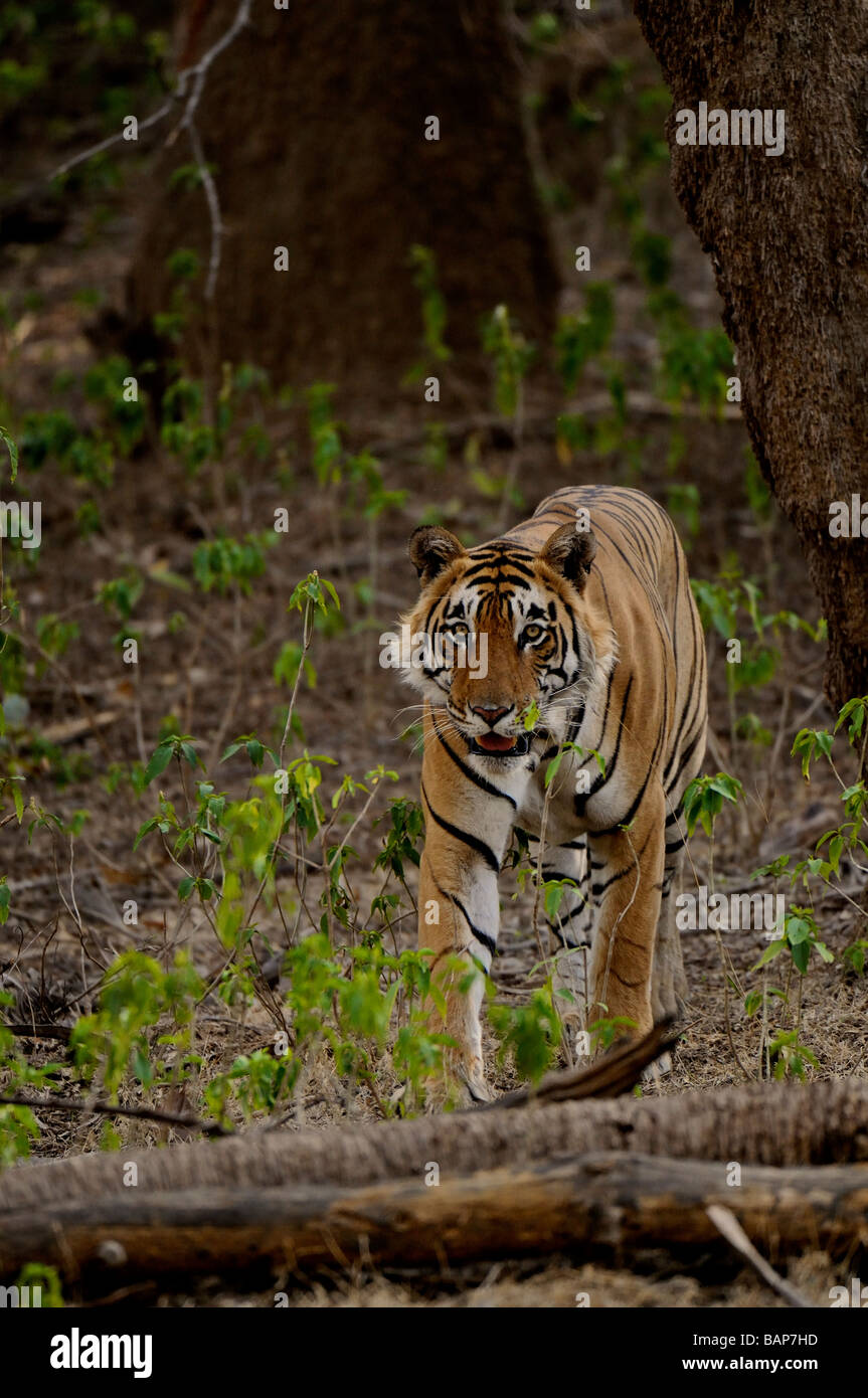 Tiger approaching wild animal hi-res stock photography and images - Alamy