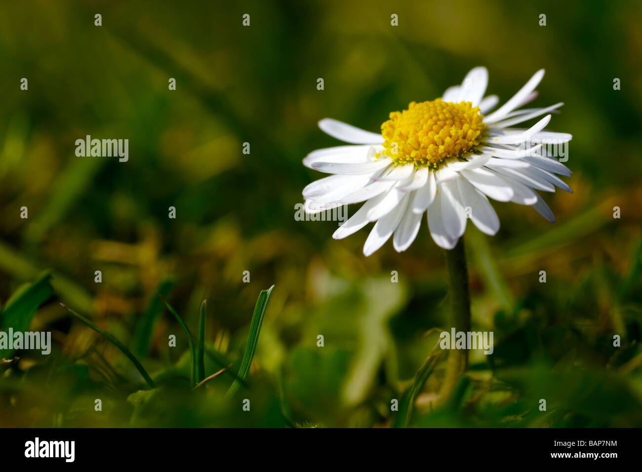 Daisy, macro taken in paddock Stock Photo - Alamy