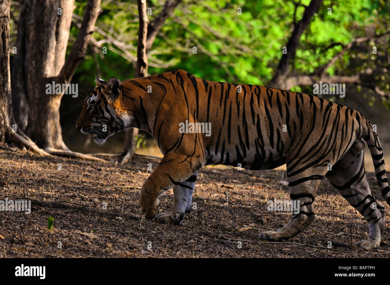 Wild Male tiger walking in the dry deciduous habitat of Ranthanbhore ...