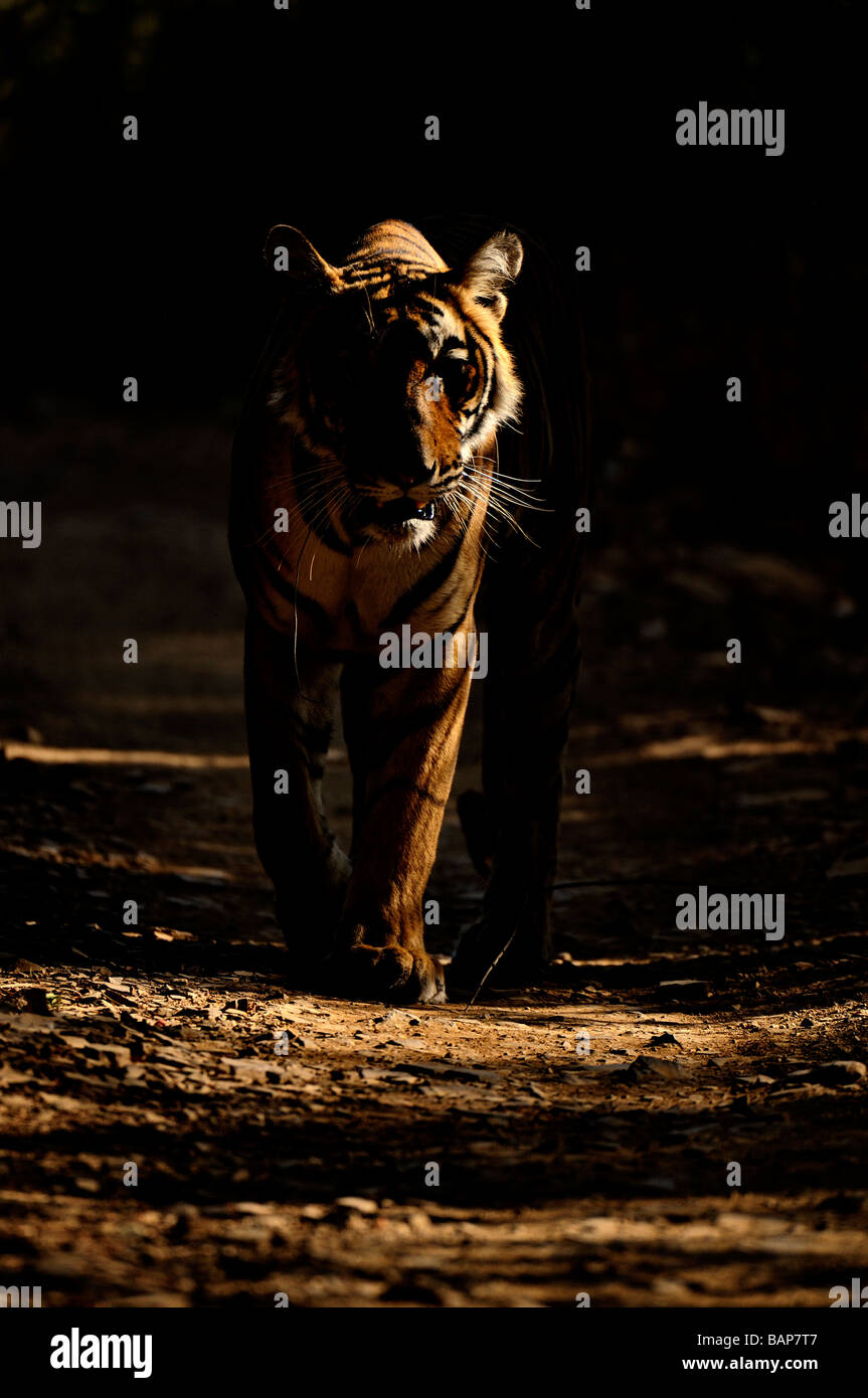 Tiger approach approaching hi-res stock photography and images - Alamy