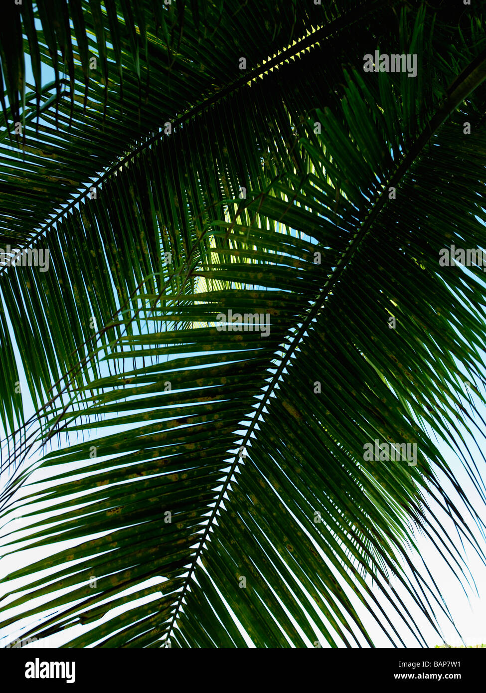 Fan Palm Frond leaf detail, Full frame Stock Photo - Alamy