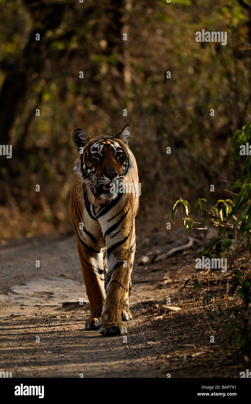 Tiger moving towards camera hi-res stock photography and images - Alamy
