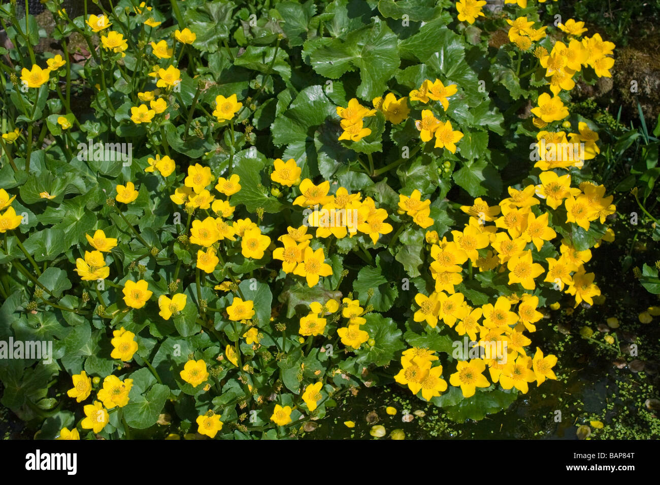 Marsh Marigold (Caltha palustris Stock Photo - Alamy