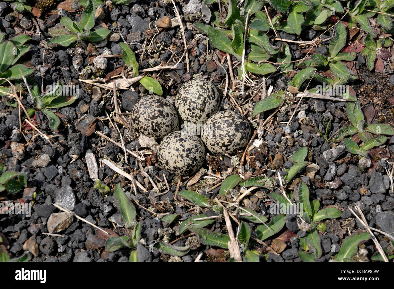 Killdeer nest hi-res stock photography and images - Alamy