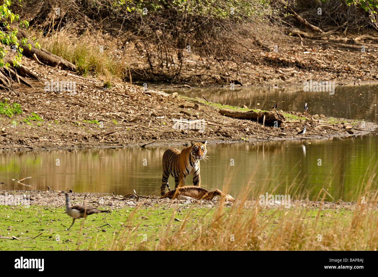 Tiger hunting deer in ranthambhore hi-res stock photography and images ...