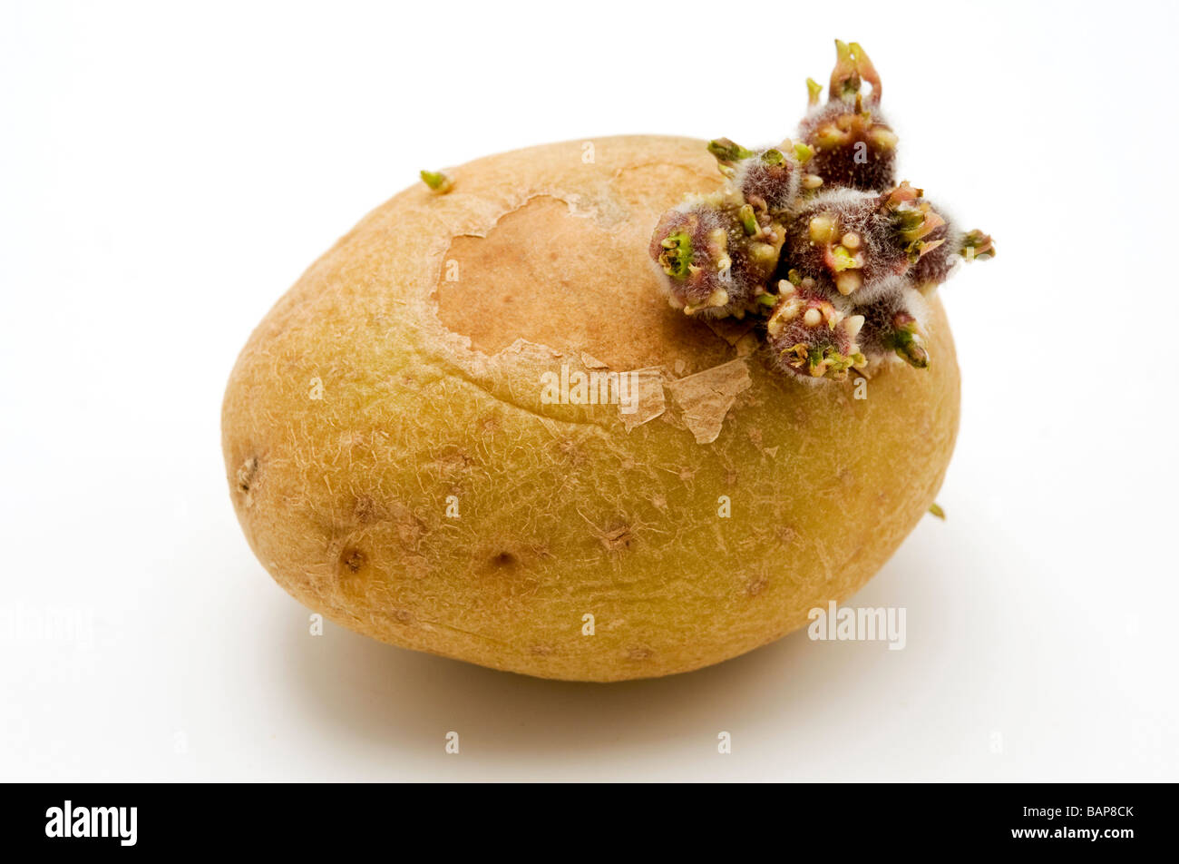 Potato tuber hi-res stock photography and images - Alamy