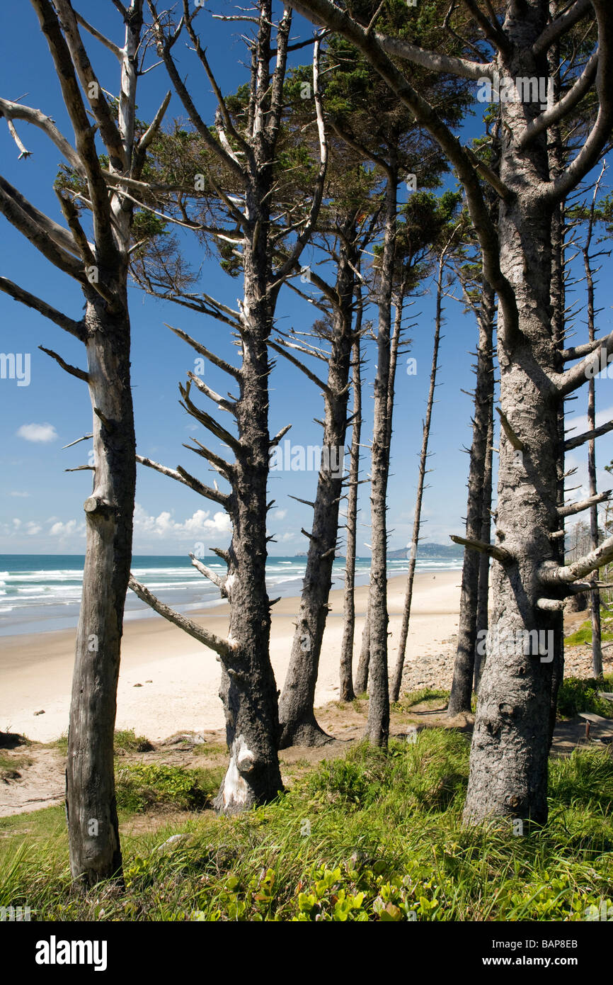 Pacific Ocean View through the trees - Cape Lookout State Park ...