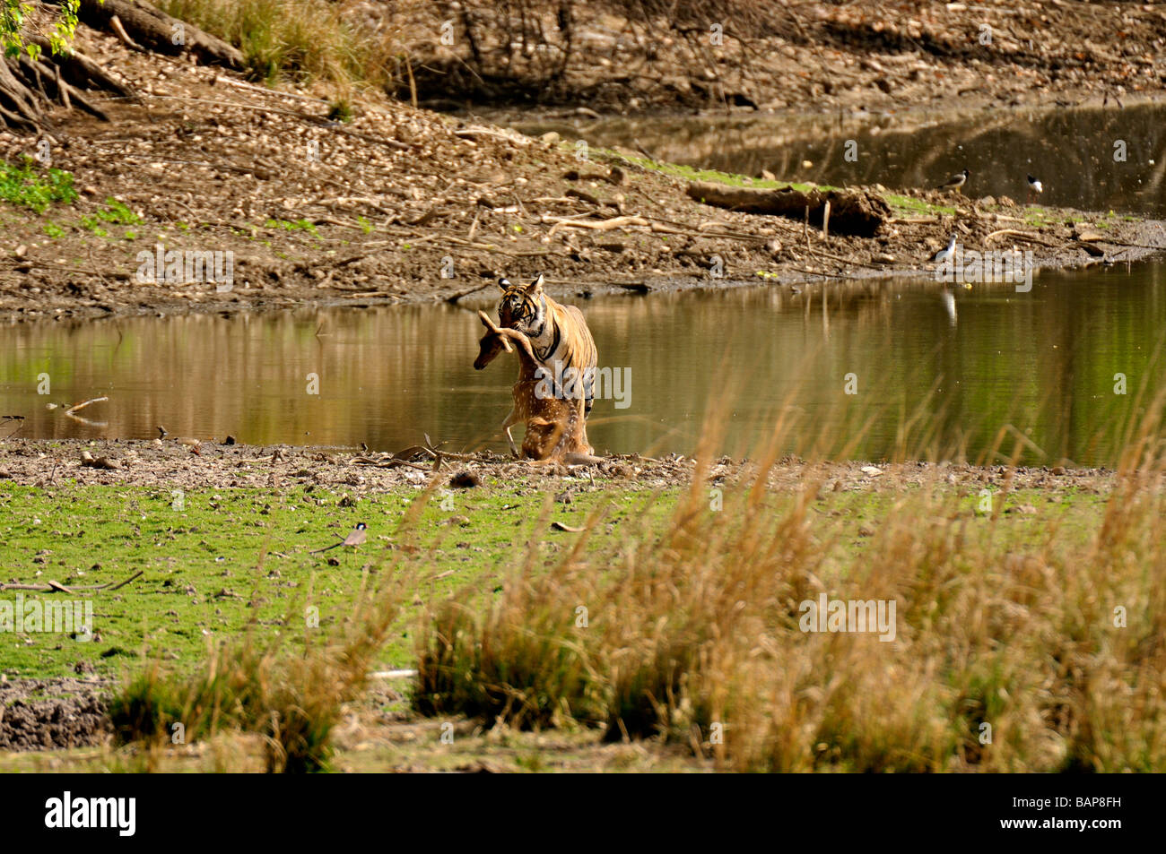 Tiger hunting deer hi-res stock photography and images - Alamy