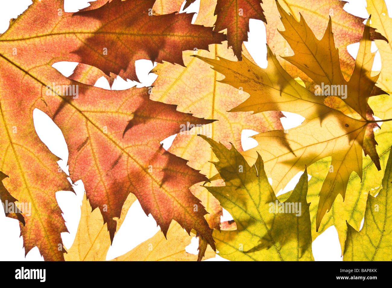 Strong backlighting hi-res stock photography and images - Alamy