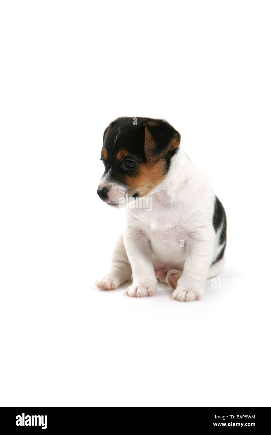 lone jack russell Stock Photo - Alamy