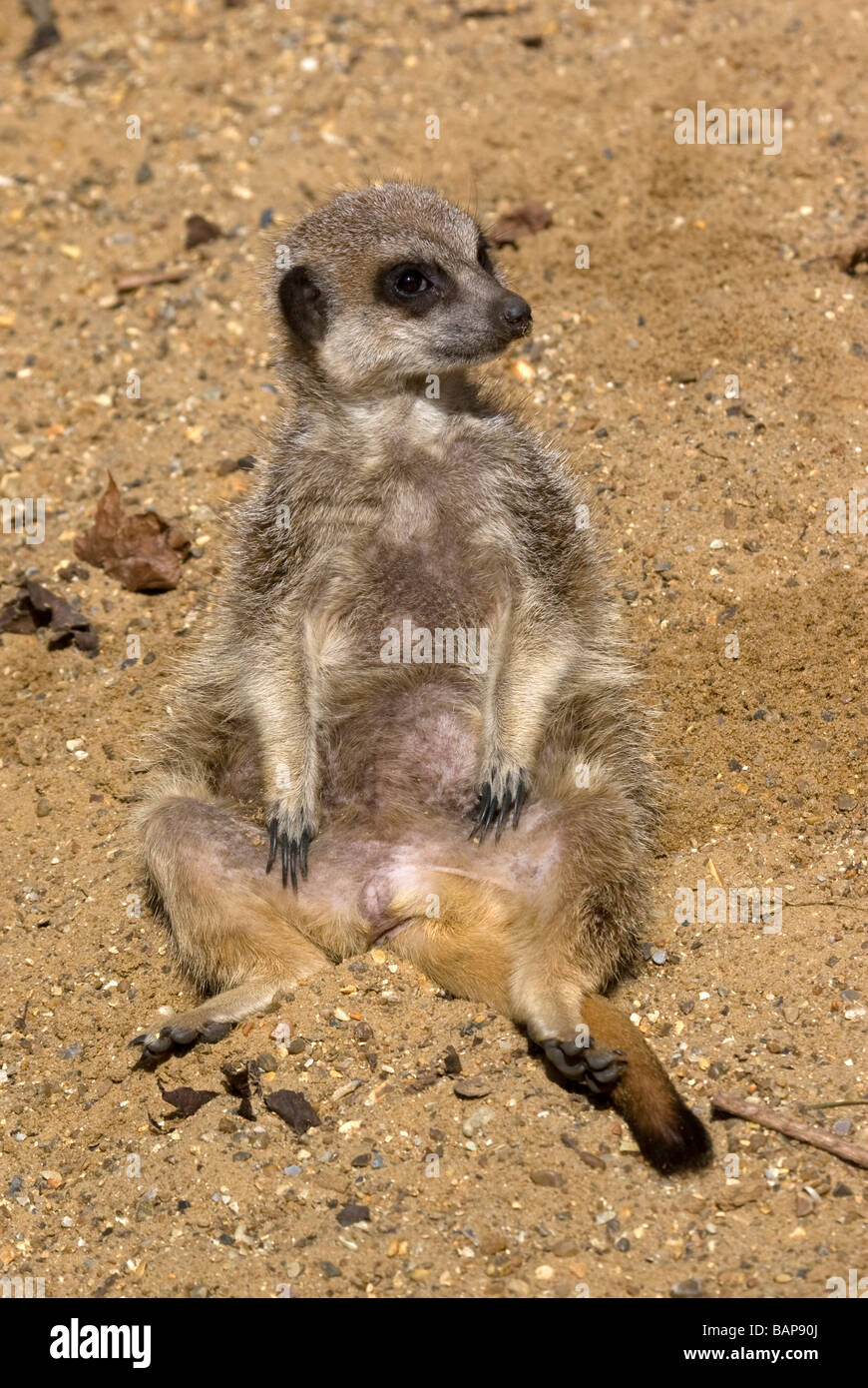 Meerkat sunbathing hi-res stock photography and images - Alamy