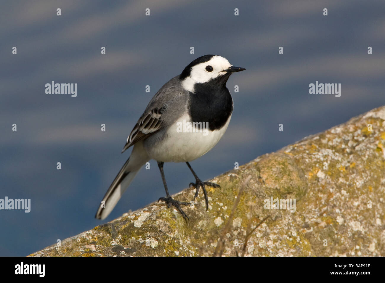 White Wagtail Motacilla alba alba on stone at water's edge Stock Photo ...