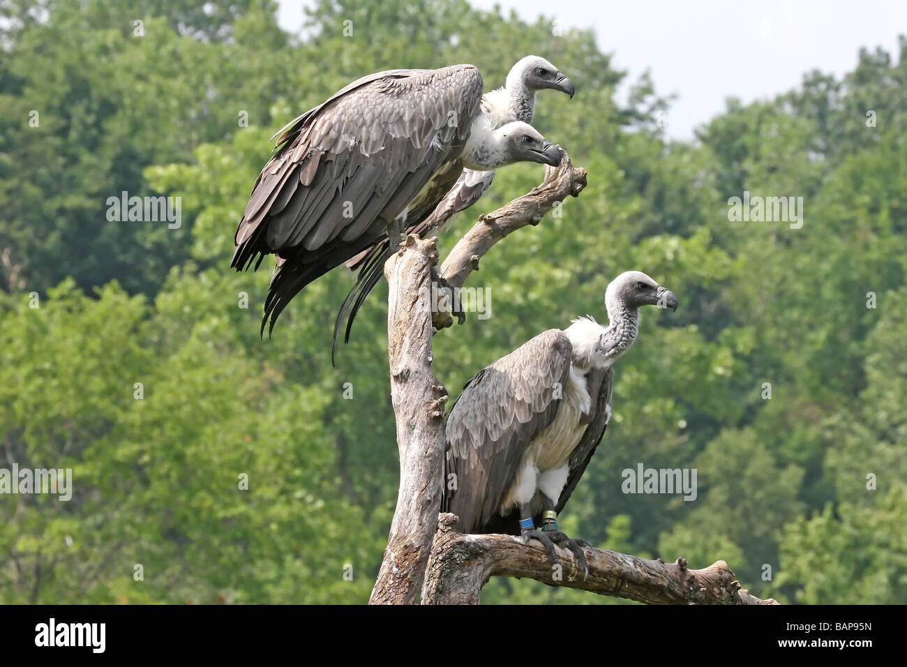 Three Vultures perched on a dead tree branch Stock Photo - Alamy