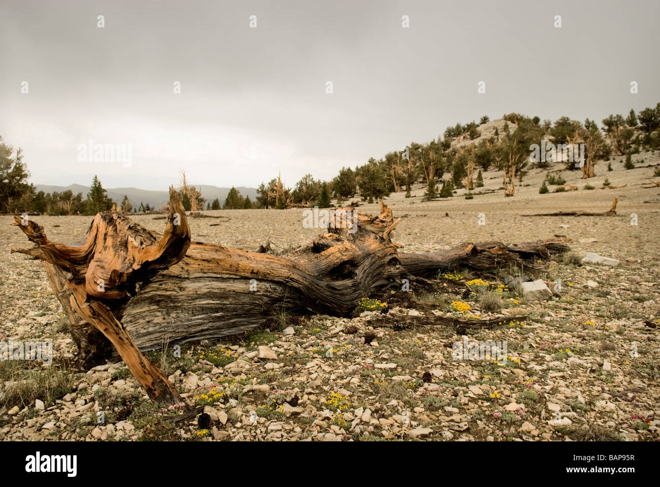 Fallen Bristlecone Pine tree Stock Photo - Alamy