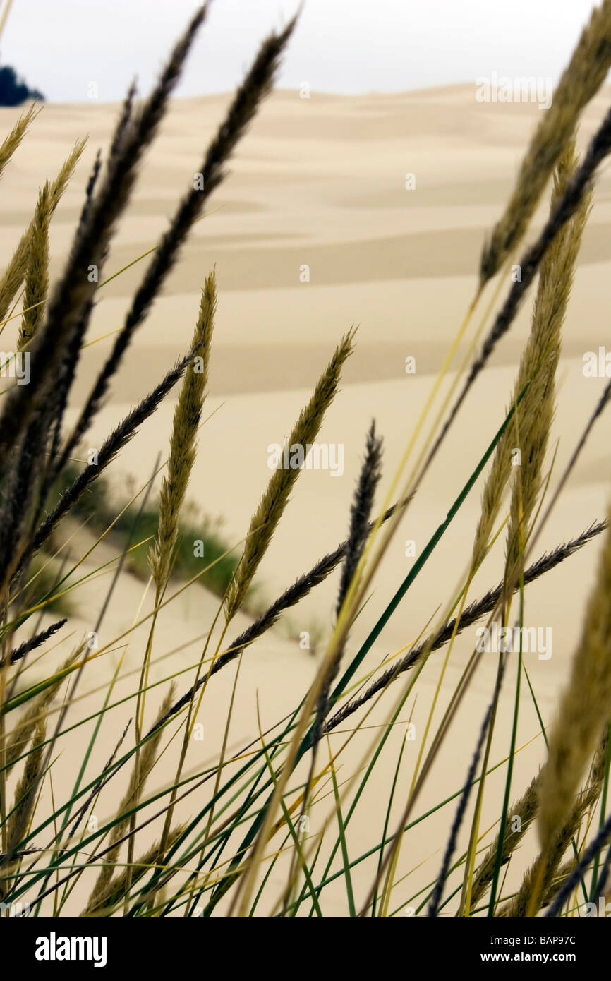 Sand Dunes - Oregon Dunes National Recreation Area - Reedsport, Oregon ...