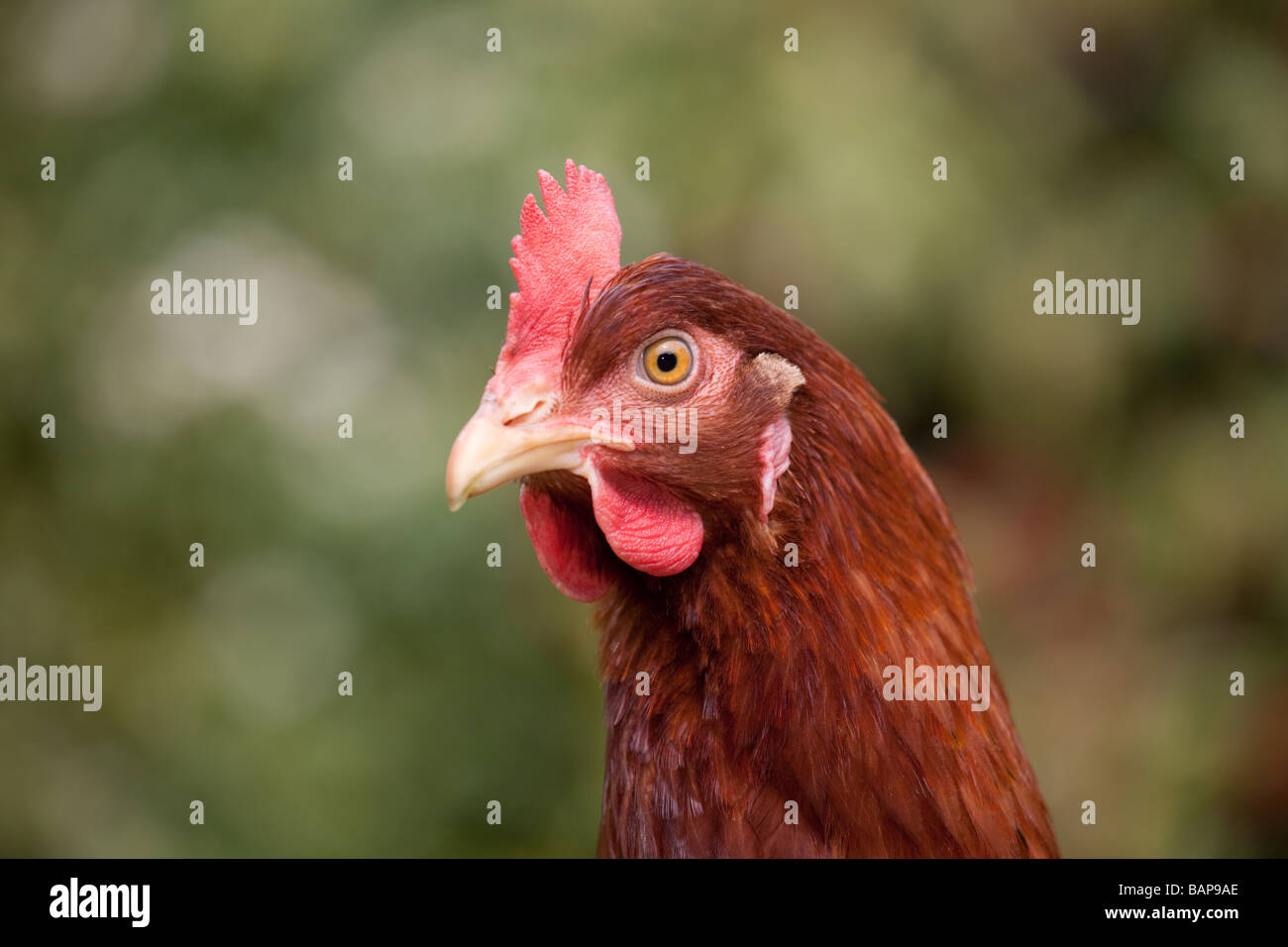 Hen and chicken plant hi-res stock photography and images - Alamy