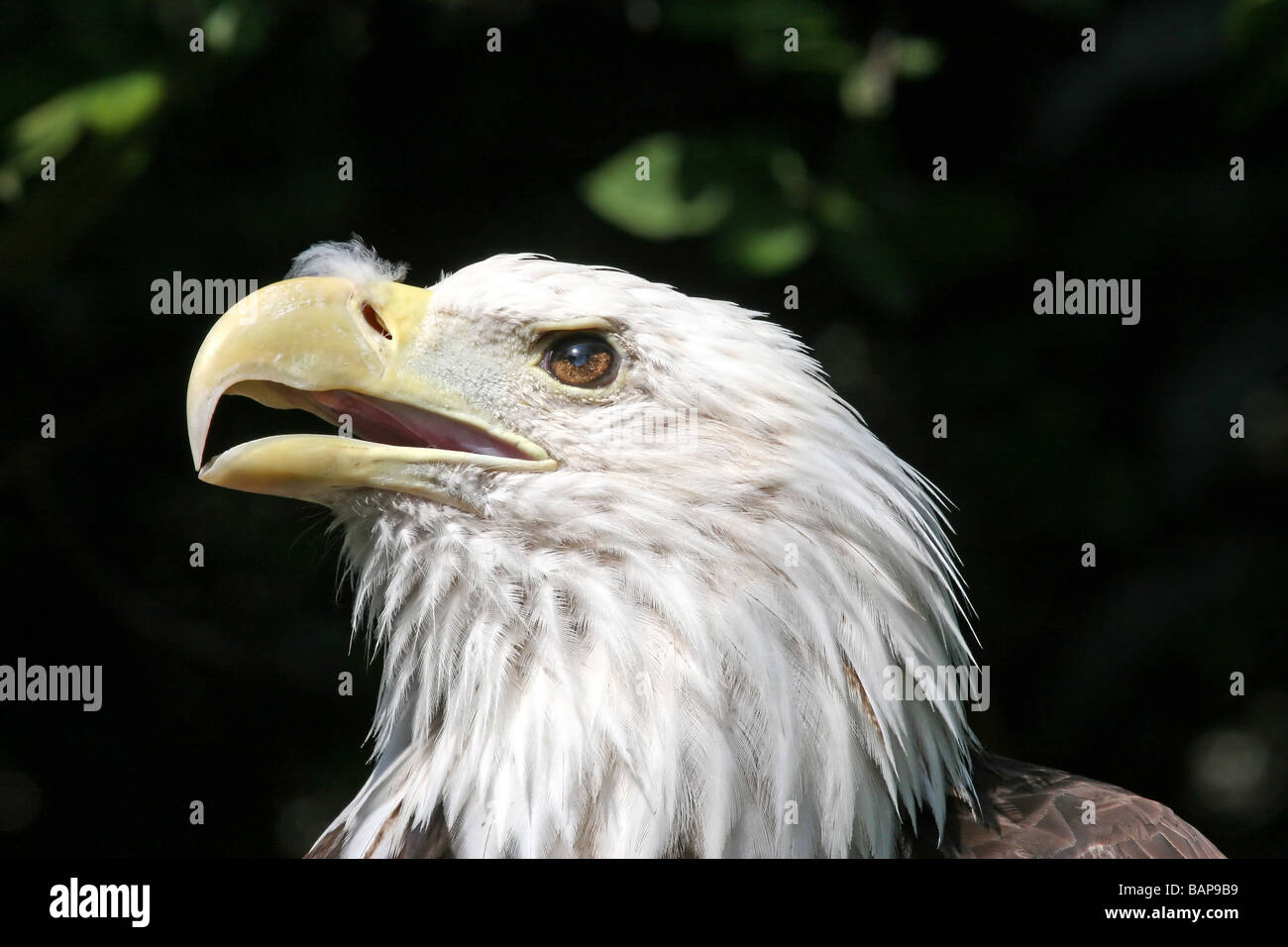 American Bald Eagle in the sun light Stock Photo - Alamy