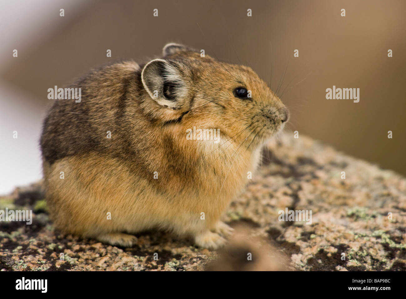 Princeps hi-res stock photography and images - Alamy