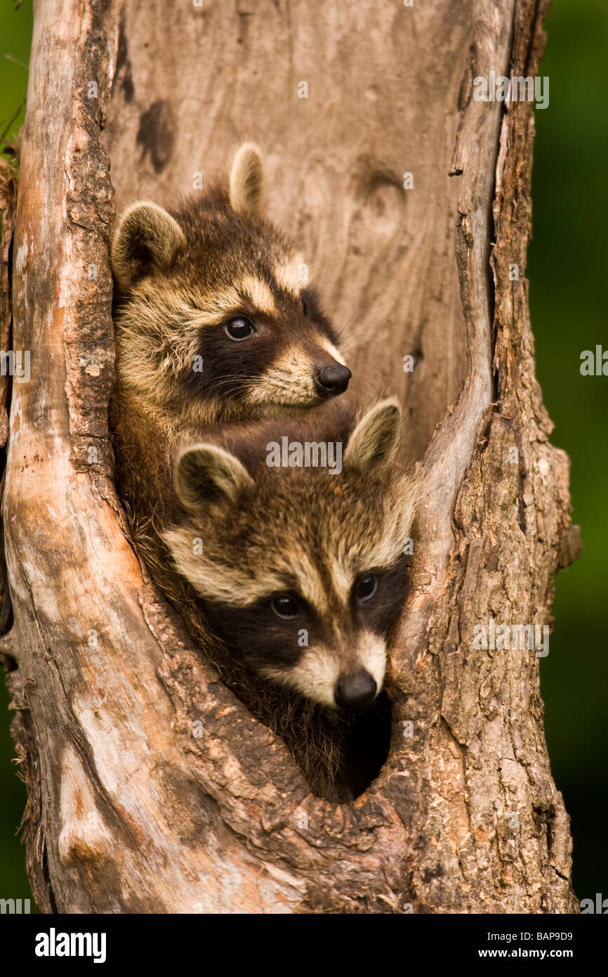 Raccoon in tree stump hi-res stock photography and images - Alamy