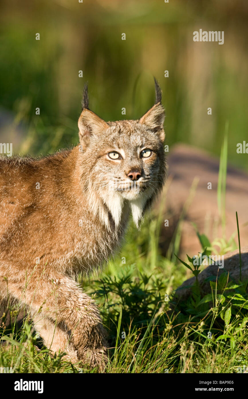 Elusive lynx hi-res stock photography and images - Alamy