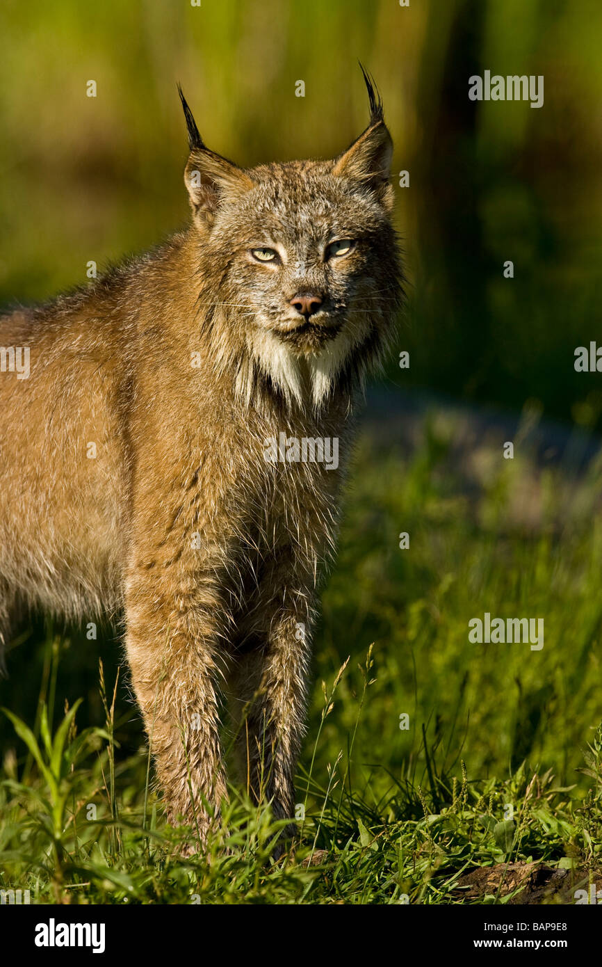 Elusive lynx hi-res stock photography and images - Alamy