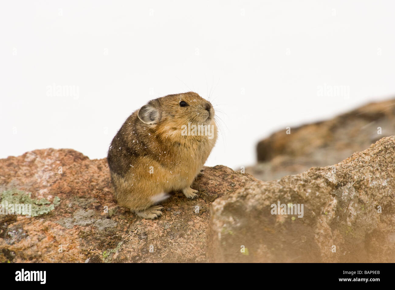 Pika (Ochotona princeps Stock Photo - Alamy