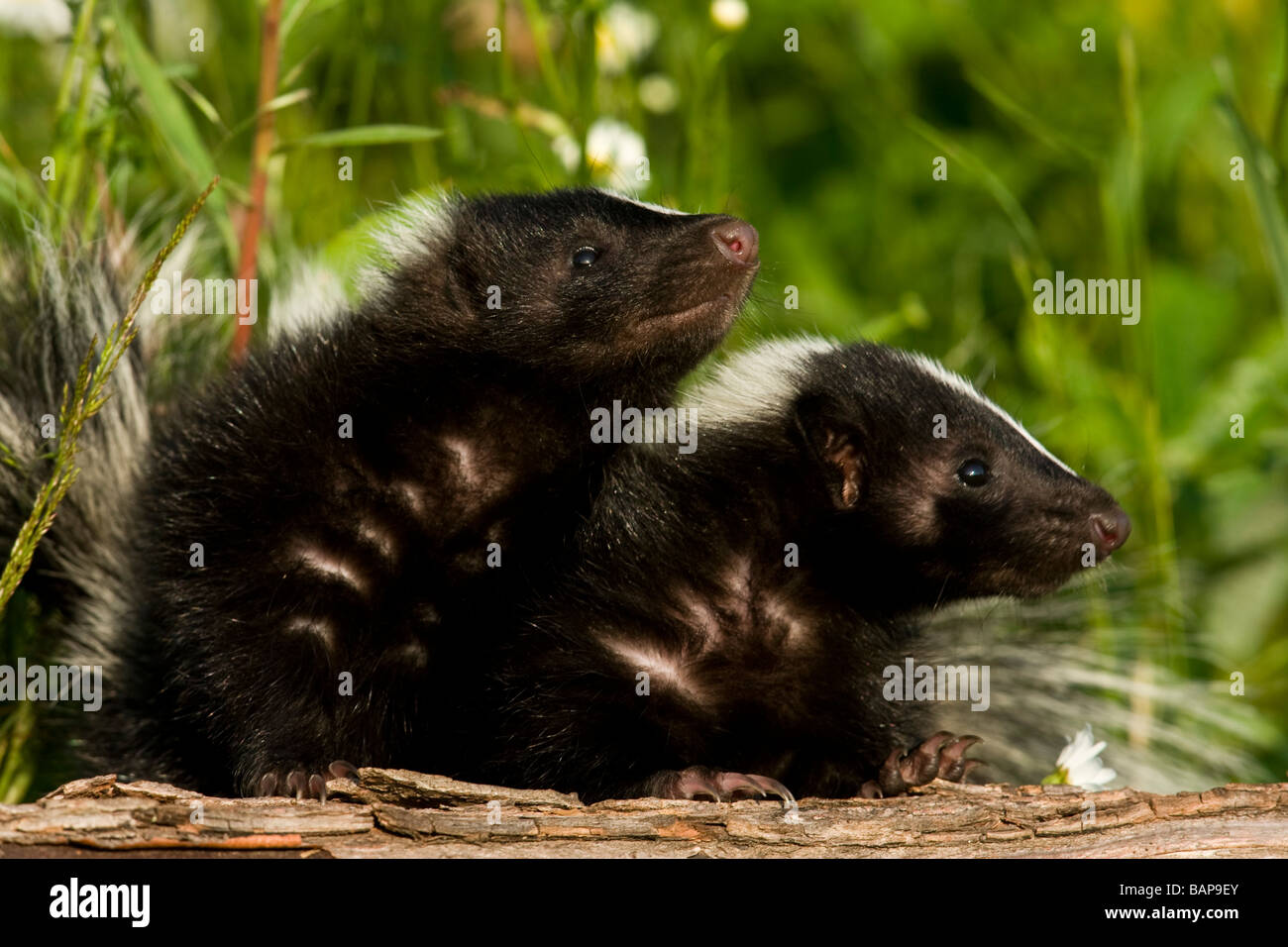 Striped Skunk (Mephitis mephitis) kits, 7 weeks old Stock Photo - Alamy