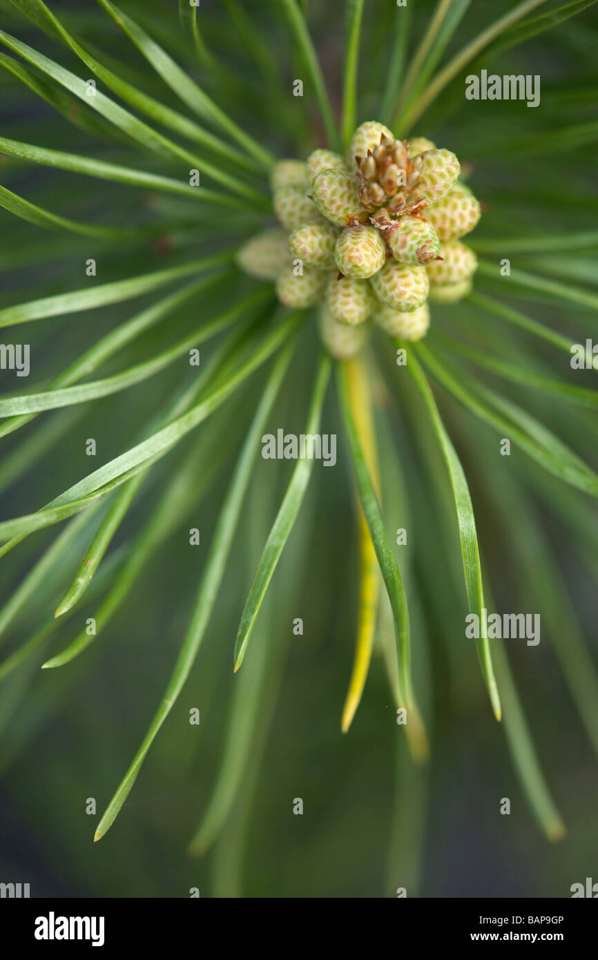 Cone pinus hi-res stock photography and images - Alamy