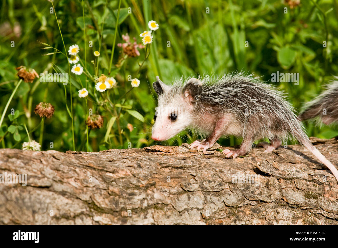 Baby opossum hi-res stock photography and images - Alamy