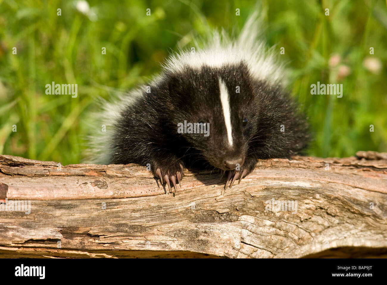 Striped Skunk (Mephitis mephitis) kit, 7 weeks old Stock Photo - Alamy