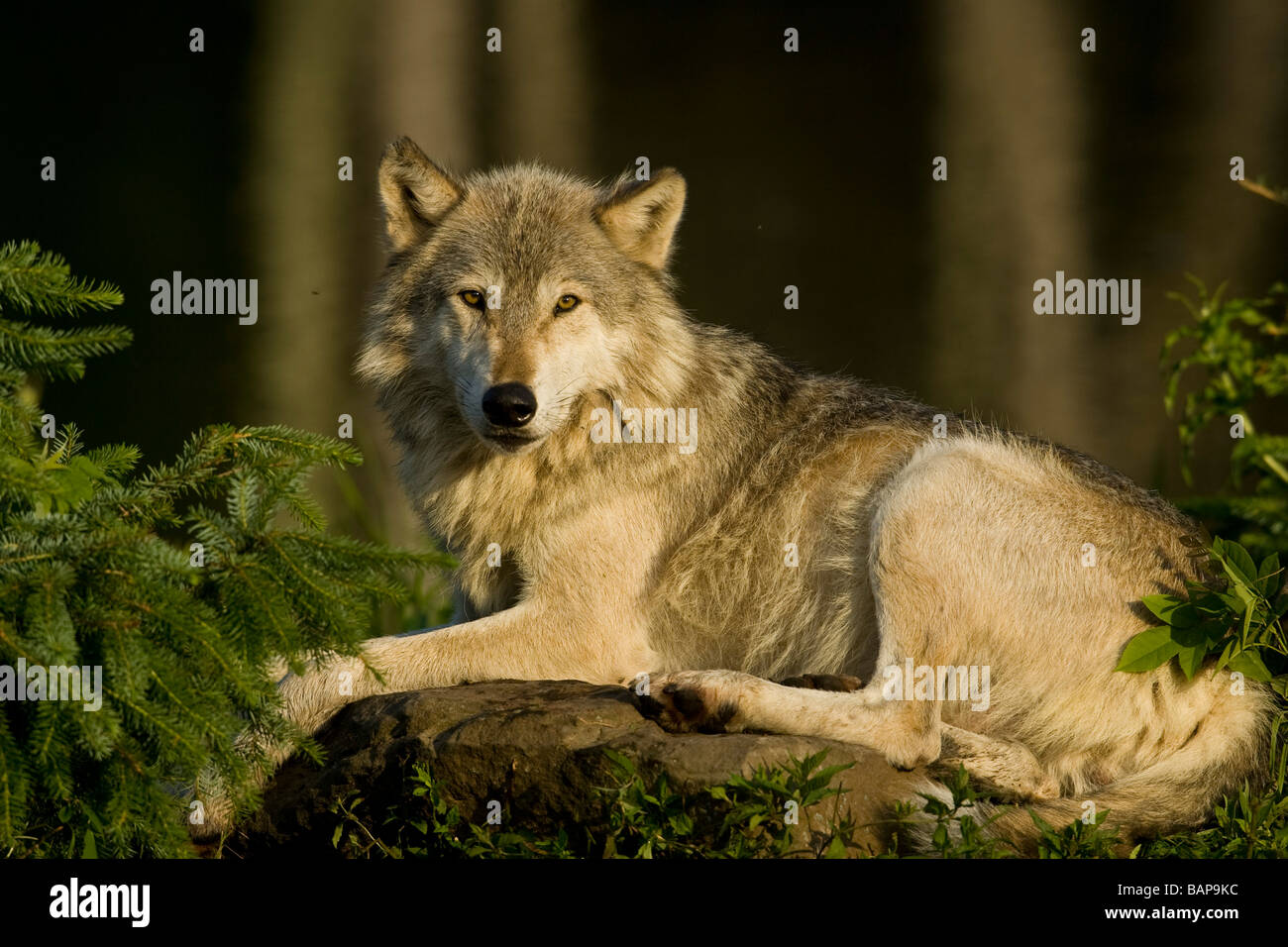 Gray Wolf (Canis lupus Stock Photo - Alamy