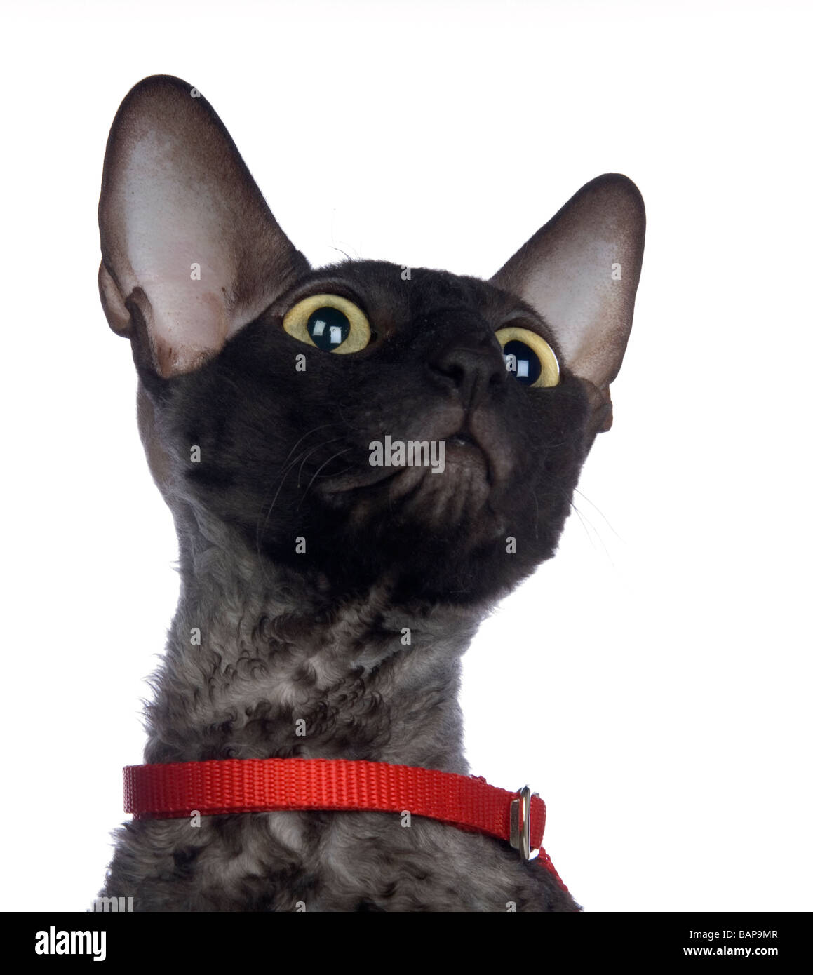 photograph of a purebred egyptian cat Stock Photo - Alamy