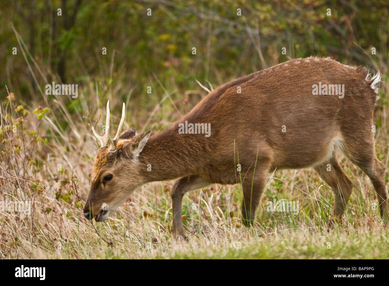 Sika Deer buck (Cervus nippon) these are an exotic species and are ...