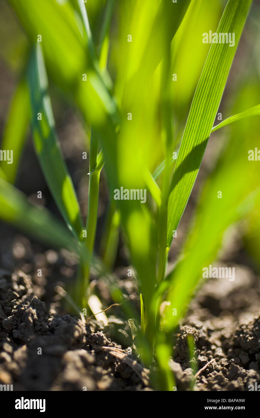Young plant of wheat hi-res stock photography and images - Alamy